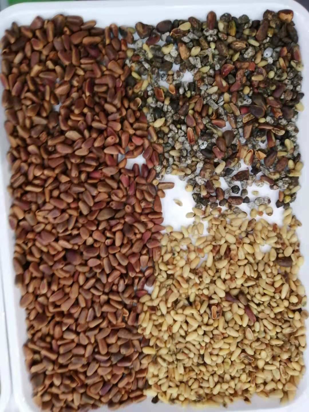 Corn / Grain / Beans/ Almond Kernels Color Sorter Multi Function High ...